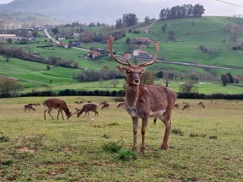 From Santander: Cabarceno Natural Park Half-Day Trip - The Sum Up