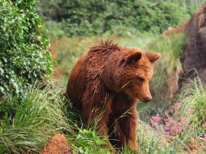 From Santander: Cabarceno Natural Park Half-Day Trip - Final Thoughts: Is It Worth It?