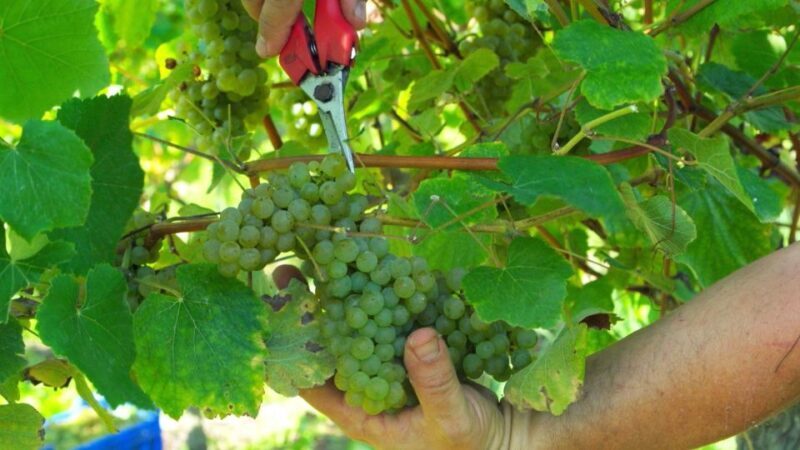 From Santander: Gastronomic Tour - FAQ