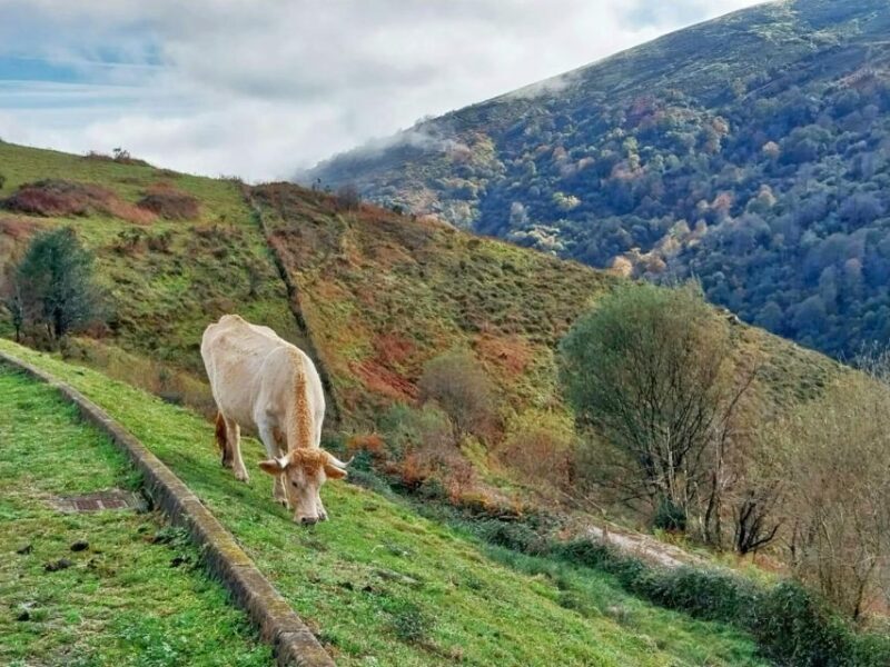 From Santander or Torrelavega: Soplao Cave Excursion - Discovering El Soplao: A Geological Wonderland