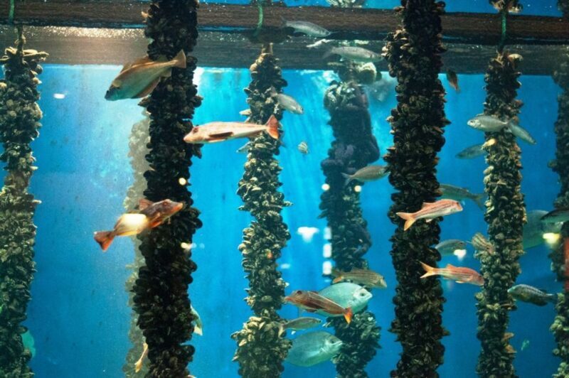 From Santiago: Tour to Rias Baixas with Boat Trip and Winery - Who Should Consider This Tour?
