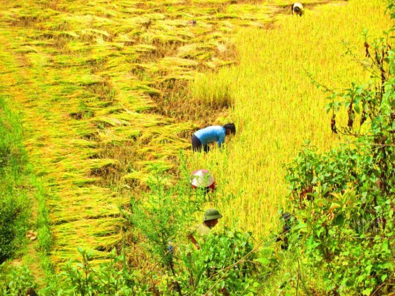 From Sapa: Waterfalls, Trekking and Tribal Villages Tour - The Sum Up