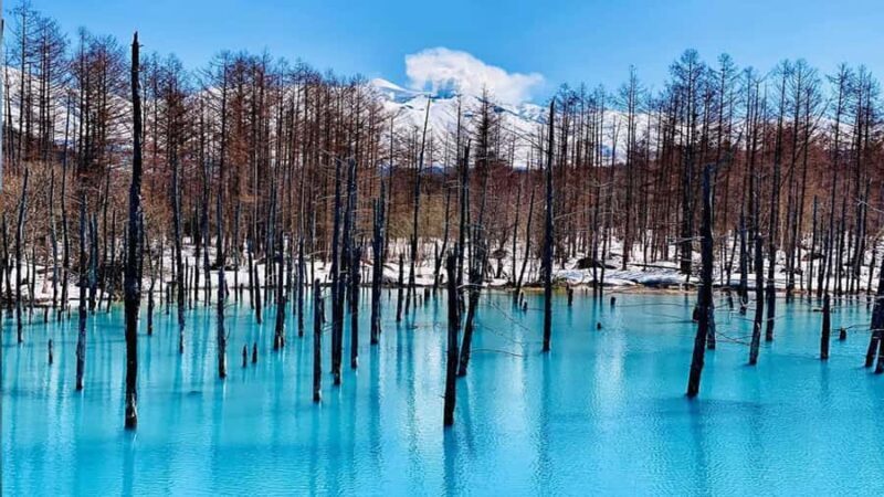 From Sapporo: Asahiyama Zoo, Waterfall & Blue Pond Tour - Key Points