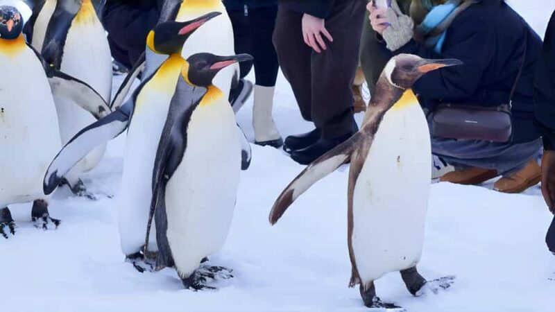 From Sapporo: Asahiyama Zoo, Waterfall & Blue Pond Tour - Who Should Consider This Tour?