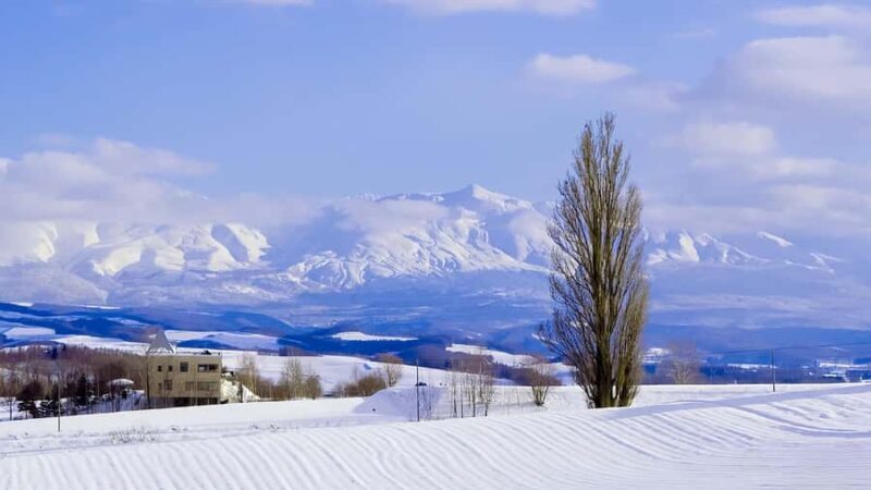 From Sapporo: Asahiyama Zoo, Waterfall & Blue Pond Tour - Final Thoughts