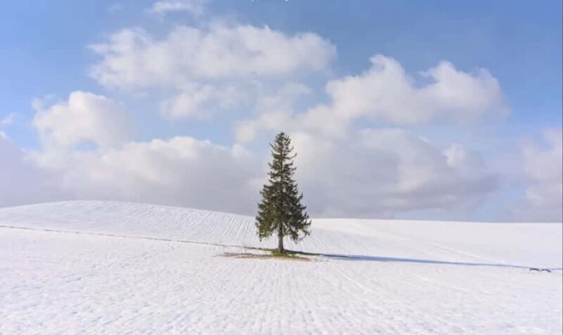 From Sapporo: Biei, Furano or Asahikawa Private Day Trip - An Honest Breakdown of the Tour