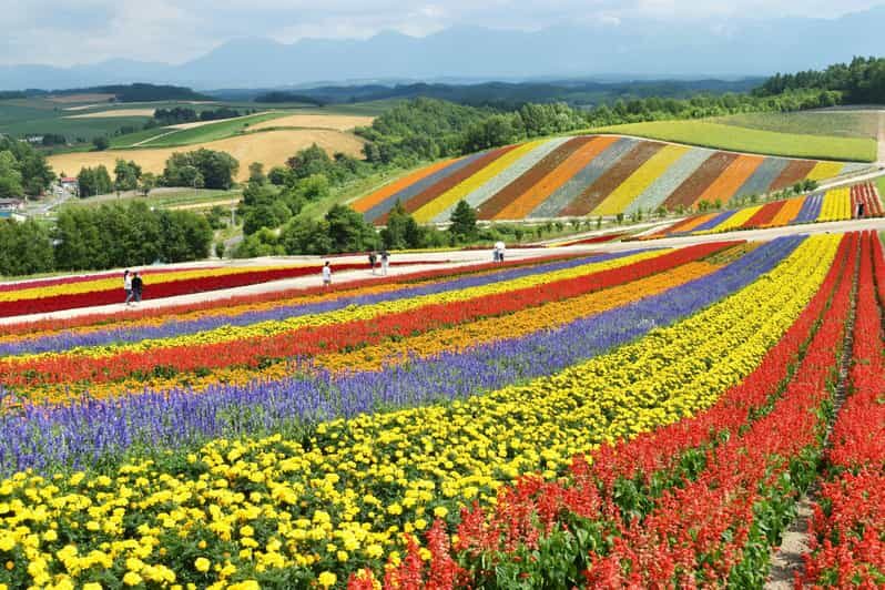 From Sapporo: Furano and Biei Vibrant Fields Tour - An Overview of the Experience