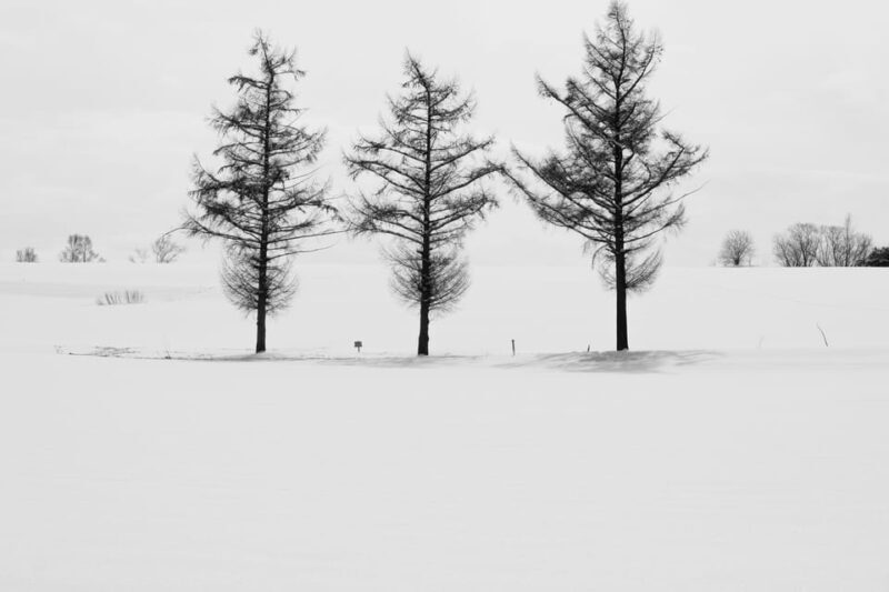 From Sapporo: Furano and Biei Vibrant Fields Tour - The Surreal Blue Pond