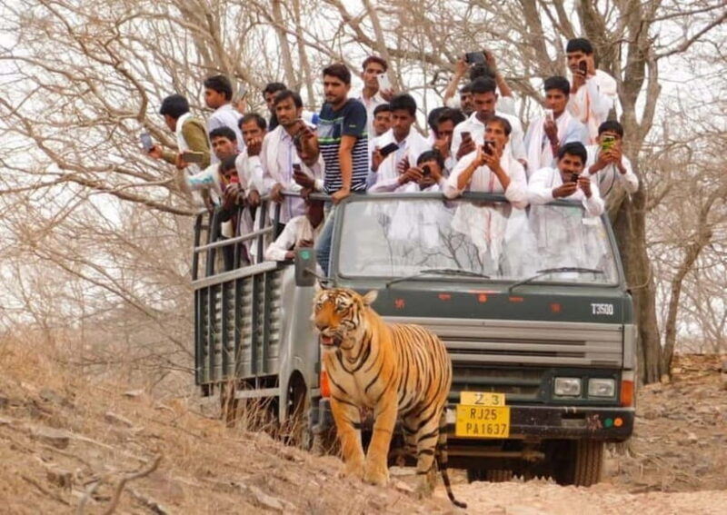 From Sawai Madhopur: Ranthambore National Park Jeep Safari - From Sawai Madhopur: Ranthambore National Park Jeep Safari - A Detailed Look