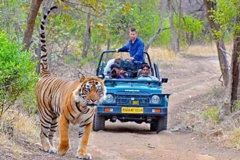 From Sawai Madhopur: Ranthambore National Park Jeep Safari - Key Points
