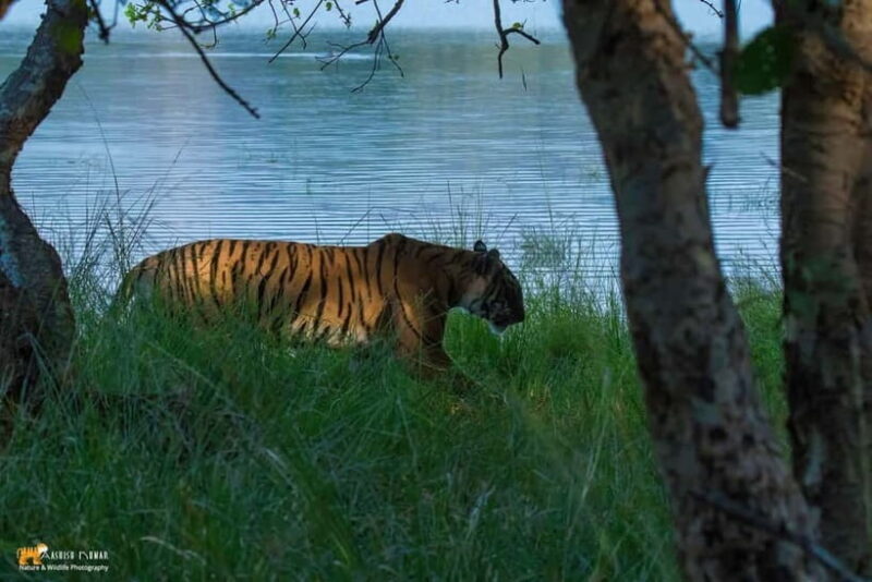 From Sawai Madhopur: Ranthambore National Park Jeep Safari - Who Should Consider This Safari?