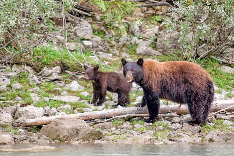 From Seattle: Canadian Rockies 7Day National Parks Tour - What Makes This Tour Stand Out?