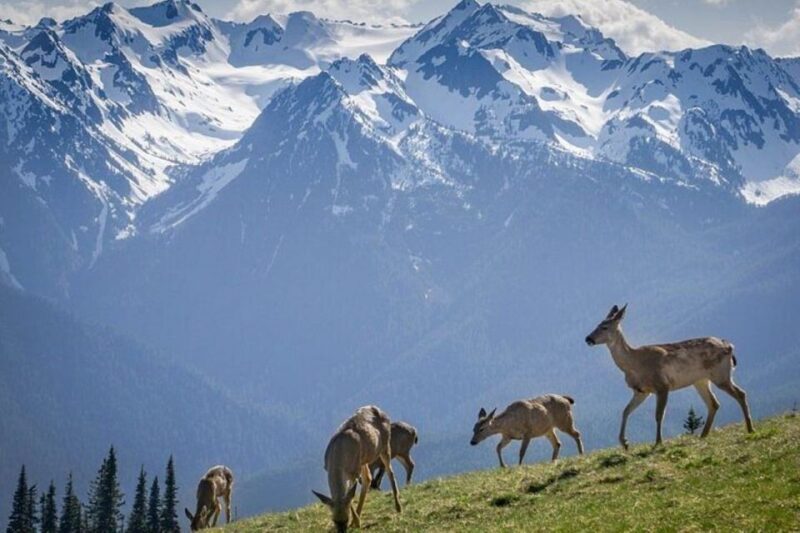 From Seattle: Olympic National Park Full Day Tour - Introducing the Olympic National Park Full Day Tour