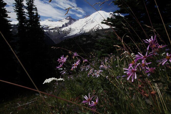 From Seattle: Private Tour to Mt. Rainier - An Honest Look at the Tour Experience