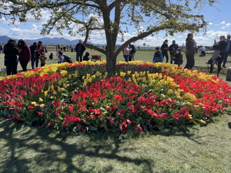 From Seattle: Tour of Skagit Valley Tulip Festival - An In-Depth Look at the Skagit Valley Tulip Festival Tour