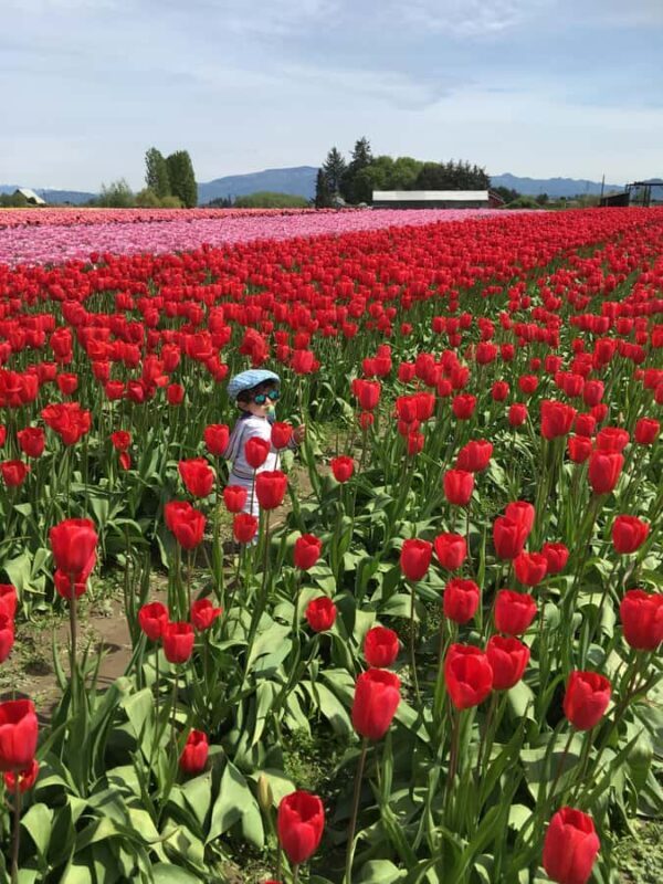 From Seattle: Tour of Skagit Valley Tulip Festival - Who Should Consider This Tour?