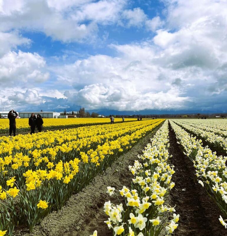 From Seattle: Tour of Skagit Valley Tulip Festival - The Sum Up