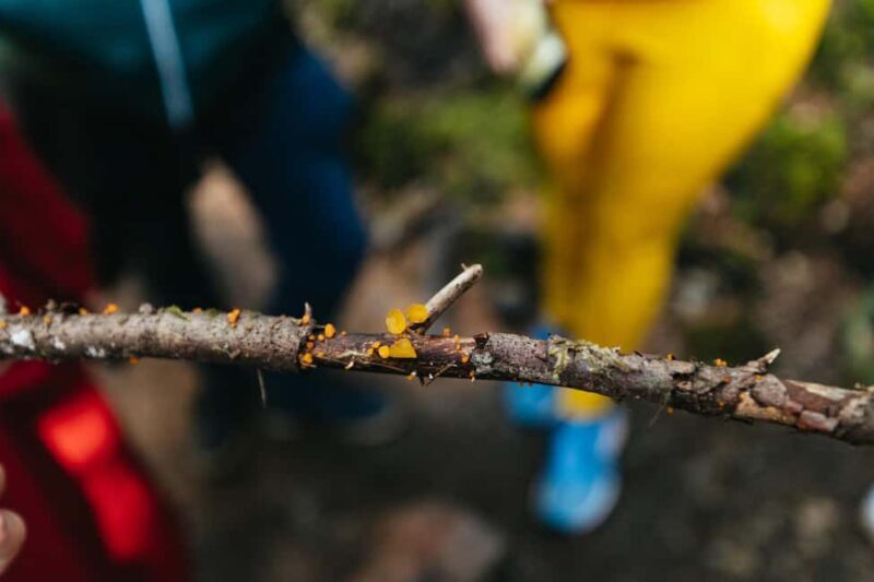 From Seattle: Visit Snoqualmie Falls and Hike to Twin Falls - The Sum Up