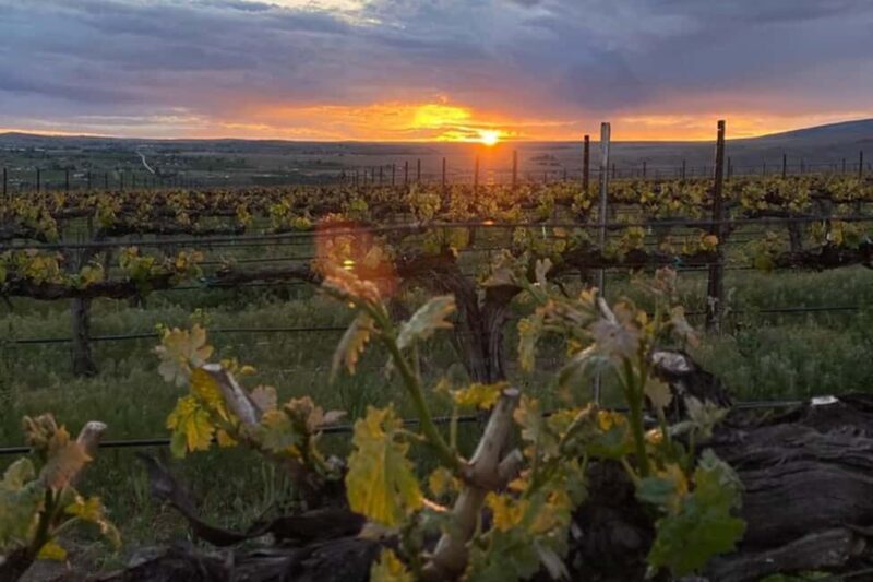 From Seattle - Wine Tasting, Vineyards in Eastern WA - Key Points