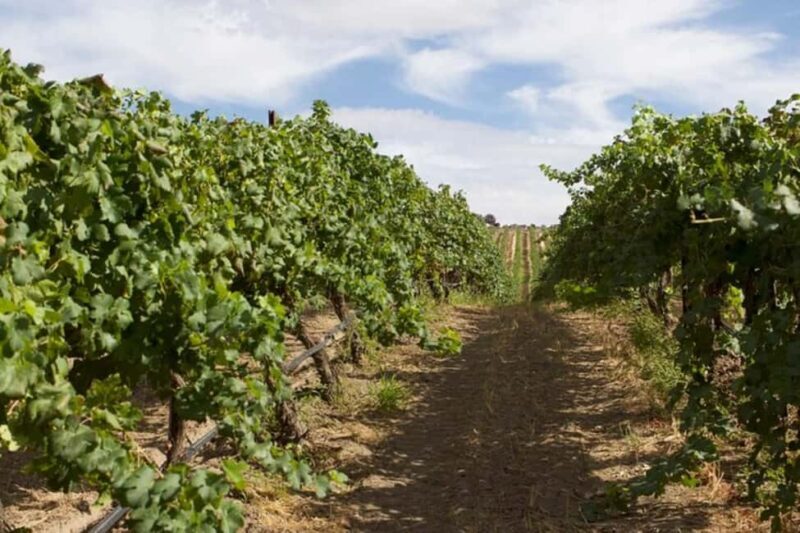 From Seattle - Wine Tasting, Vineyards in Eastern WA - The Overall Value