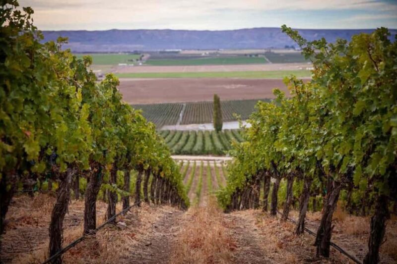 From Seattle - Wine Tasting, Vineyards in Eastern WA - The Sum Up