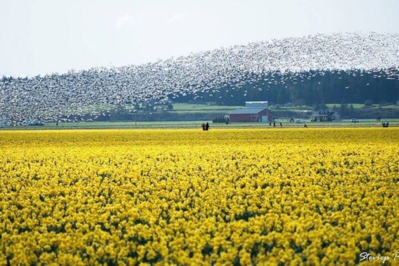 From Seattle:Tulip Festival at Skagit Valley and La Conner - Authentic Feedback and Expectations