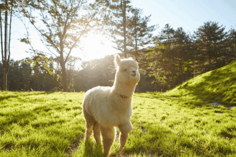 From Seoul: Alpaca Farm with Rail bike/ Luge Racing - Arrival at Alpaca World