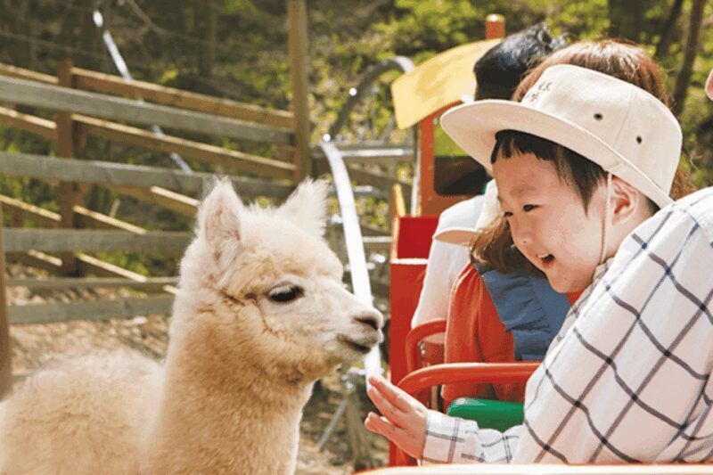 From Seoul: Alpaca Farm with Rail bike/ Luge Racing - Aesthetic and Atmosphere
