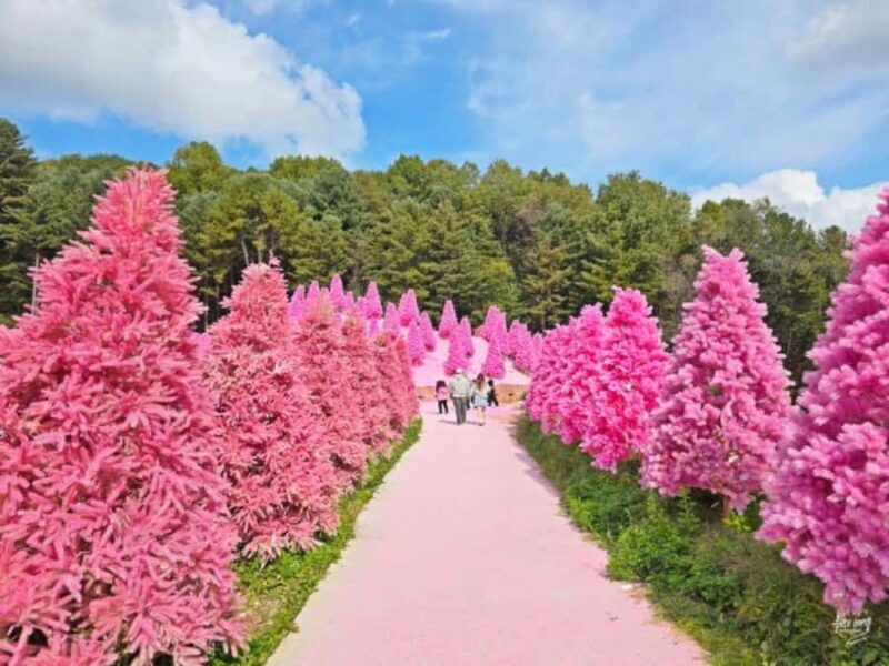 From Seoul: Full-Day Trip to Pocheon`s Nature Attractions - Key Points
