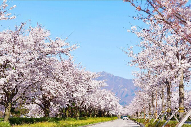 From Seoul: Mt. Seorak & Cherry Blossom & Foodie Tour - Authentic Experiences That Shine