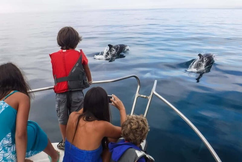 From Sesimbra: Arrábida Dolphin Watching Boat Tour - Key Points
