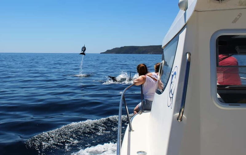 From Sesimbra: Arrábida Dolphin Watching Boat Tour - Introduction: What Makes This Tour Stand Out?