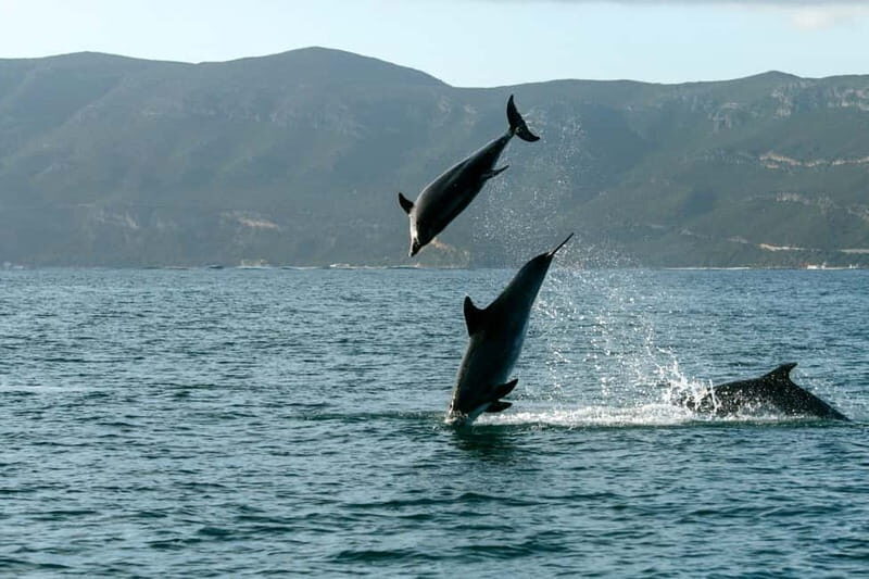 From Sesimbra: Arrábida Dolphin Watching Boat Tour - What’s Included and What Not