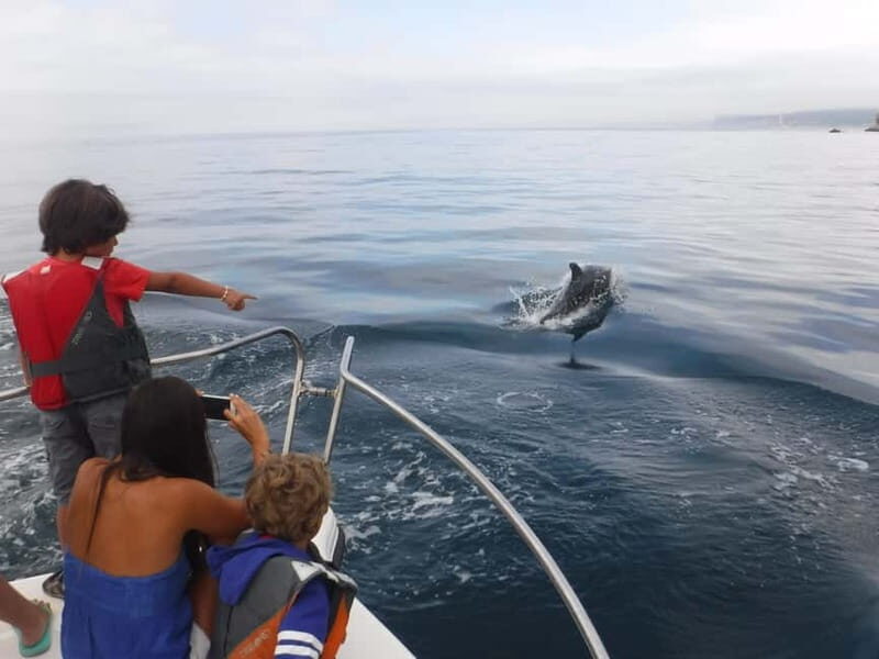From Sesimbra: Arrábida Dolphin Watching Boat Tour - The Experience: Pros and Cons