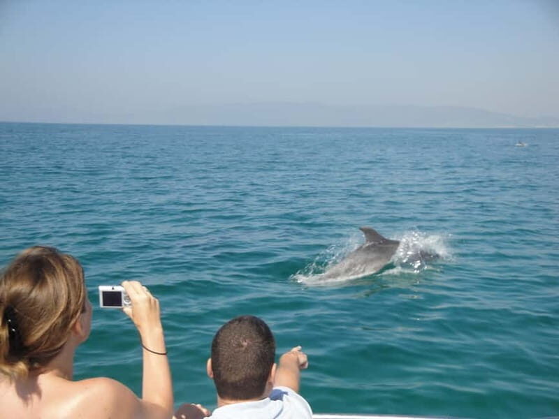 From Sesimbra: Arrábida Dolphin Watching Boat Tour - The Sum Up