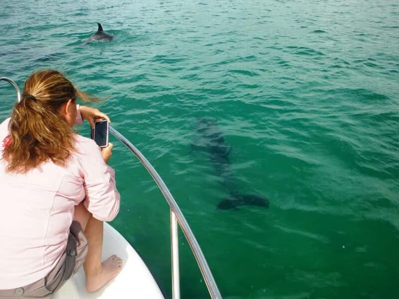 From Sesimbra: Arrábida Dolphin Watching Boat Tour - FAQ