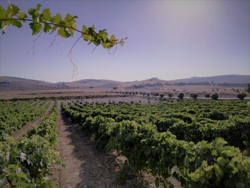 From Seville: Cadiz and Jerez de la Frontera Day Trip - Final Thoughts
