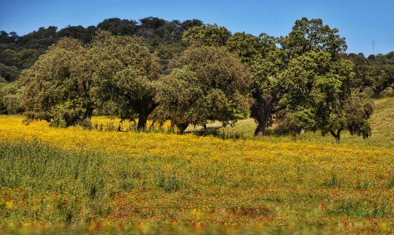 From Seville: Cerro del Hierro Private Hike with Picnic - Discovering Cerro del Hierro: An Unexpected Gem