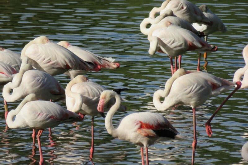 From Seville: Doñana National Park Day Trip - What to Expect from the Doñana National Park Tour