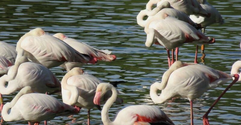 From Seville: Doñana National Park Day Trip - Analyzing the Experience’s Value