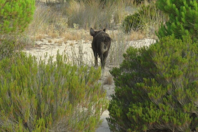 From Seville: Doñana National Park Day Trip - FAQs
