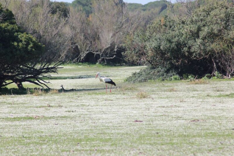 From Seville: Doñana National Park Full-Day Private Tour - A Deep Dive into Your Day Trip: What You Can Expect