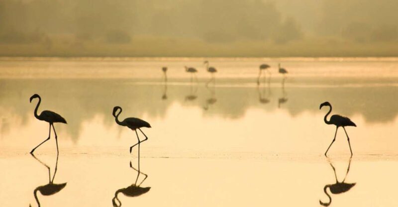 From Seville: Doñana National Park Full-Day Private Tour - Practical Tips and Considerations