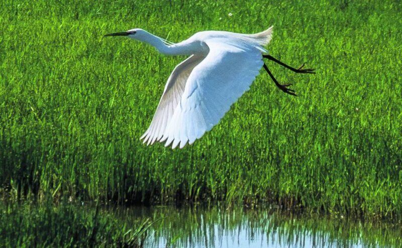 From Seville: Doñana Natural Park, El Rocio and Matalascañas - Final Thoughts