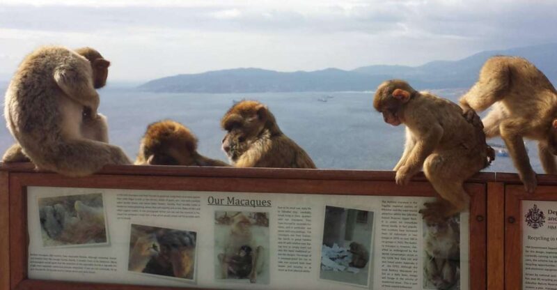 From Seville: Full-Day Private Tour of Gibraltar - Exploring the Full Itinerary