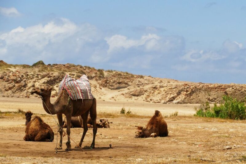 From Seville: Full-Day Tour to Tangier - Final Thoughts