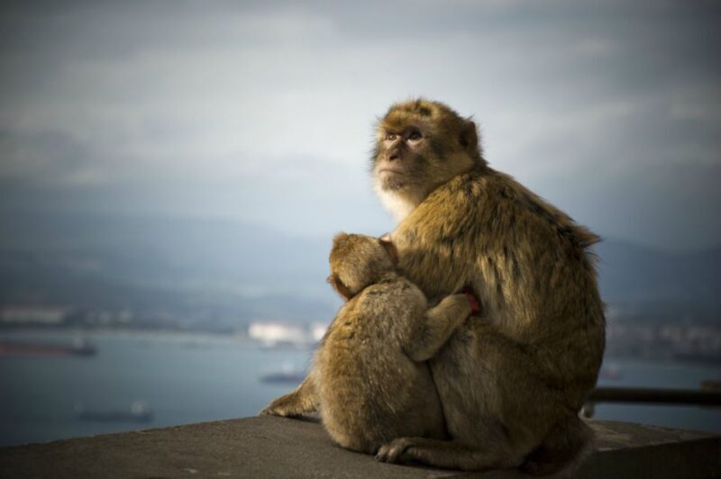 From Seville: Gibraltar Sightseeing Tour - Authentic Experiences and Highlights