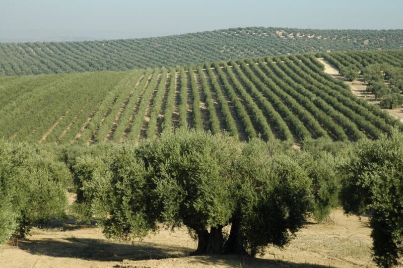 From Seville: Olive Oil Farm Tour - Who Will Love This Tour?