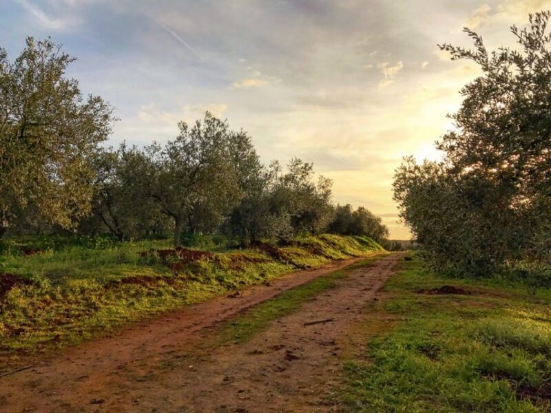 From Seville: Olive Oil Farm Tour - FAQ
