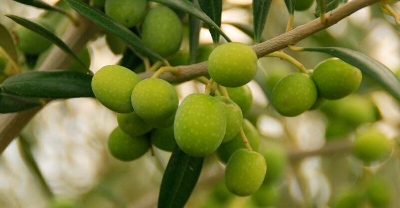 From Seville: Olive Oil Farm Tour - Final Thoughts